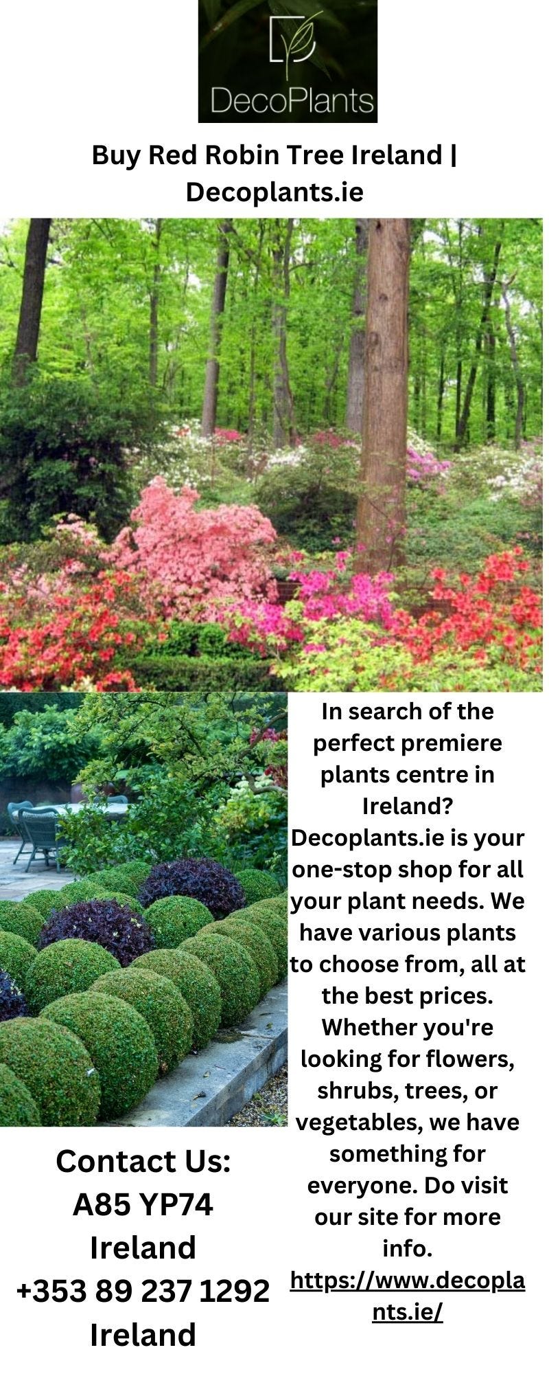 Buy Red Robin Tree Ireland | Decoplants.ie - Decoplantsie - Medium