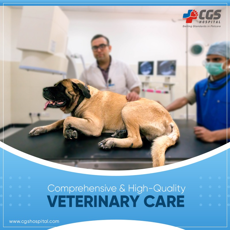 Emergency Vet Clinic Near Me | CGS HOSPITAL - cgs hospital - Medium
