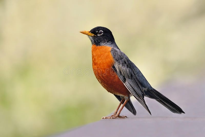 Robins | by eric mccarty | Medium