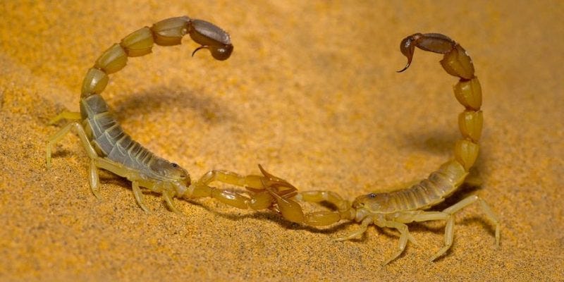 Seres pequeños y venenosos. Hay en la naturaleza seres pequeños… | by Pablo Luque Peña | Medium