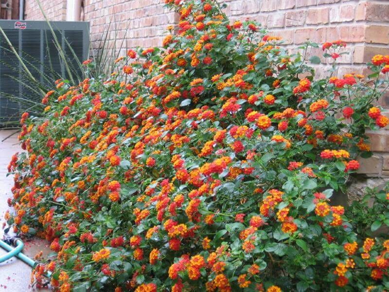Summer Flowers in North Texas. As the scorching Texas sun beats down ...