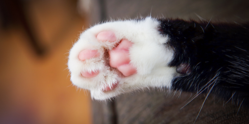 Fist Bump Cat