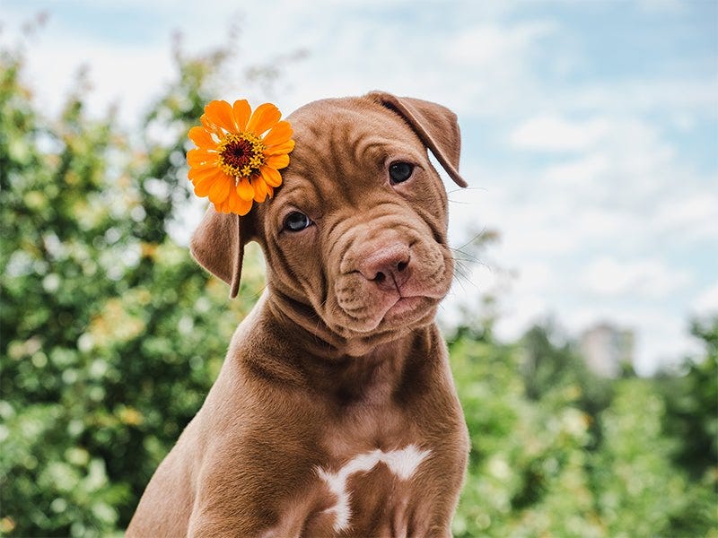 Positive emotions: why I use flowers in my personalized portraits | by ...