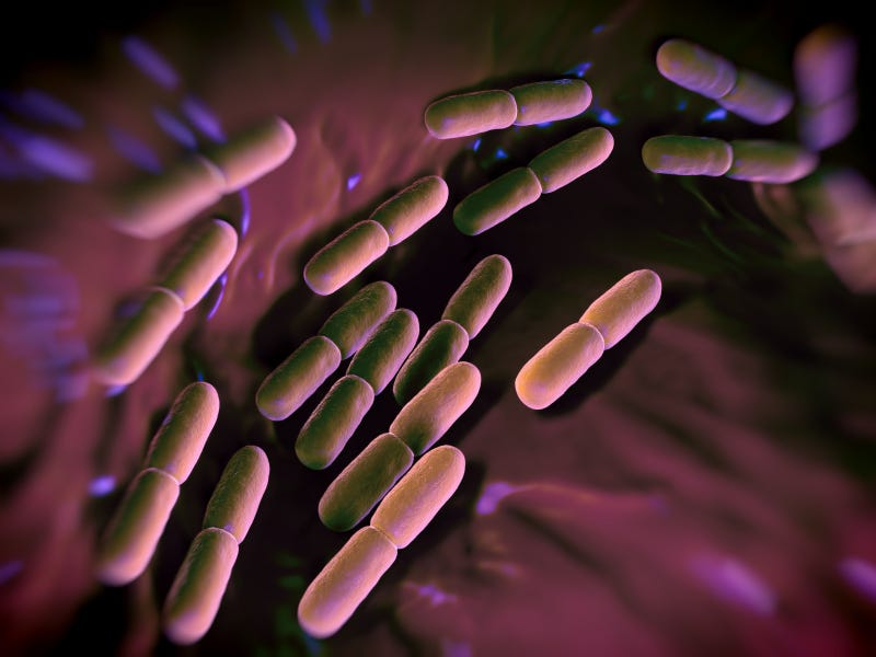 LactoSpore: The Potential Health Benefits of a Viral Probiotic | by ...