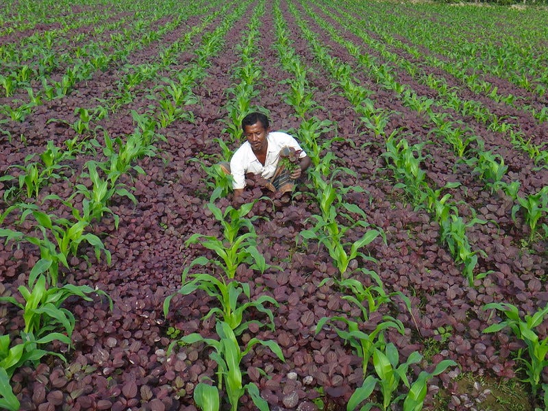 what is intercropping. During the same growing season, two or… | by ...