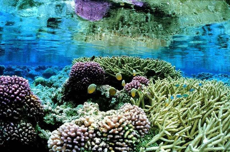 Microfragmentation: a breakthough for coral reef restoration | by Amy ...
