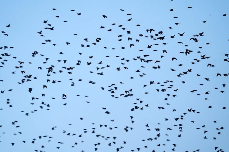 Flocking Boids. How to create a simulation of flocking… | by ...