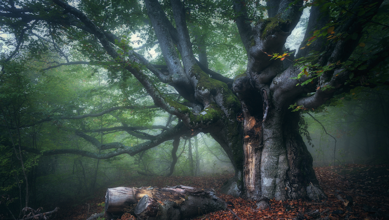 A Metaverse Manifesto, Part 7: One Family Tree. One Metaverse. | by ...