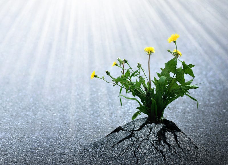 Futurist Octavia Butler: What We Can Learn From Earthseed, Part 2 ...