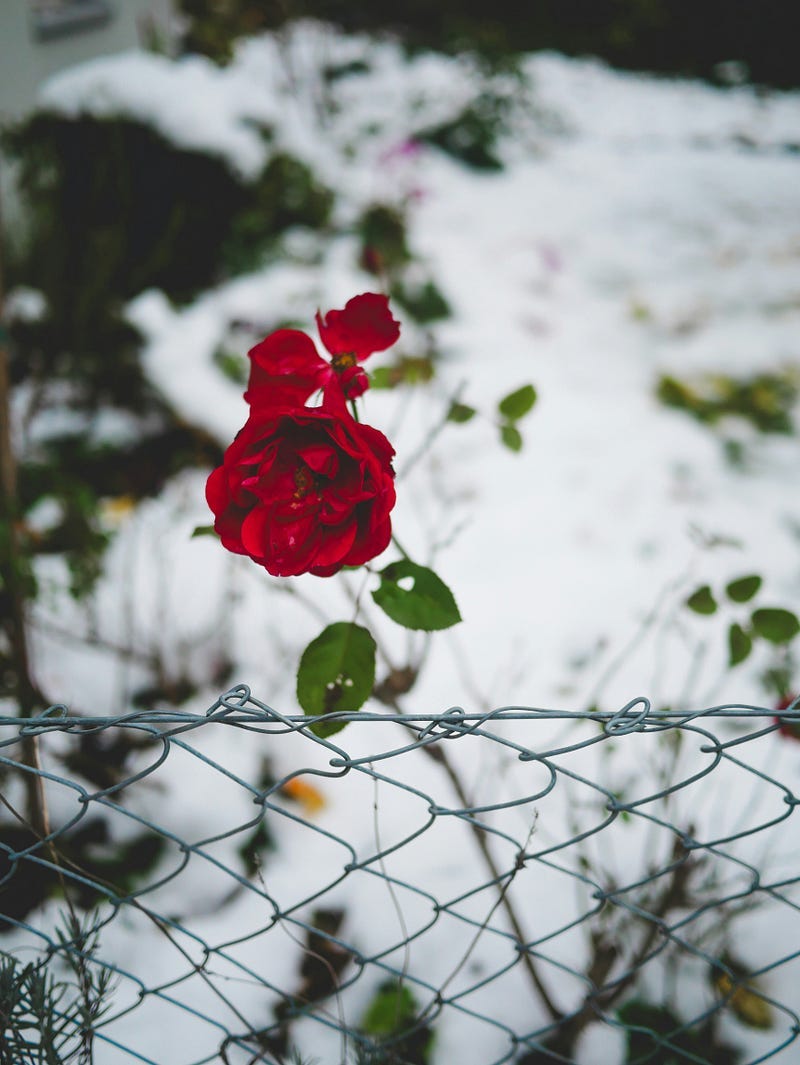 How to Get Your Ex Back: Break Free from Post-Breakup Pain & Rebuild ...