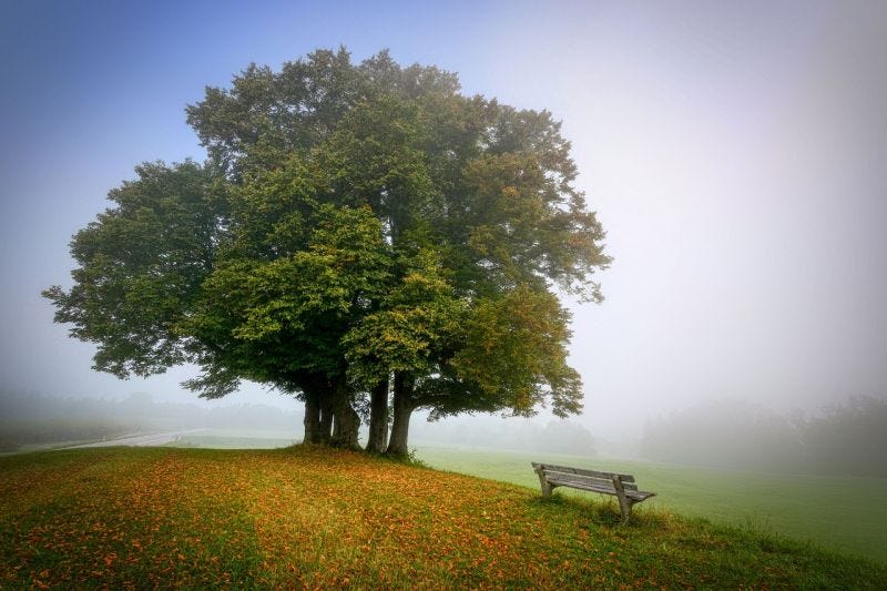 The Bench. The worn and chipped wooden bench, aged… | by Isabella Rose ...