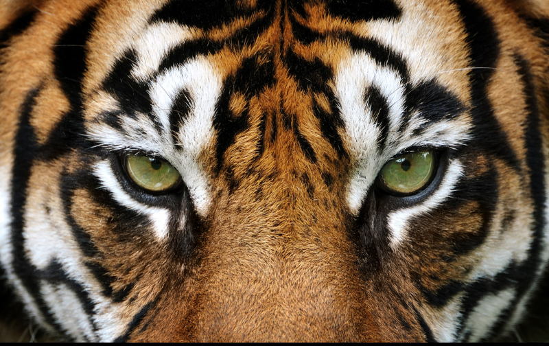 Battle of the Big Cats. Who will be king of the jungle? | by Anthea Jones | Fiction Shorts | Medium