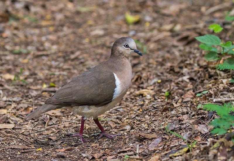 Grenada’s National Bird — Grenada Dove | by Flybirdworld | Jun, 2024 ...