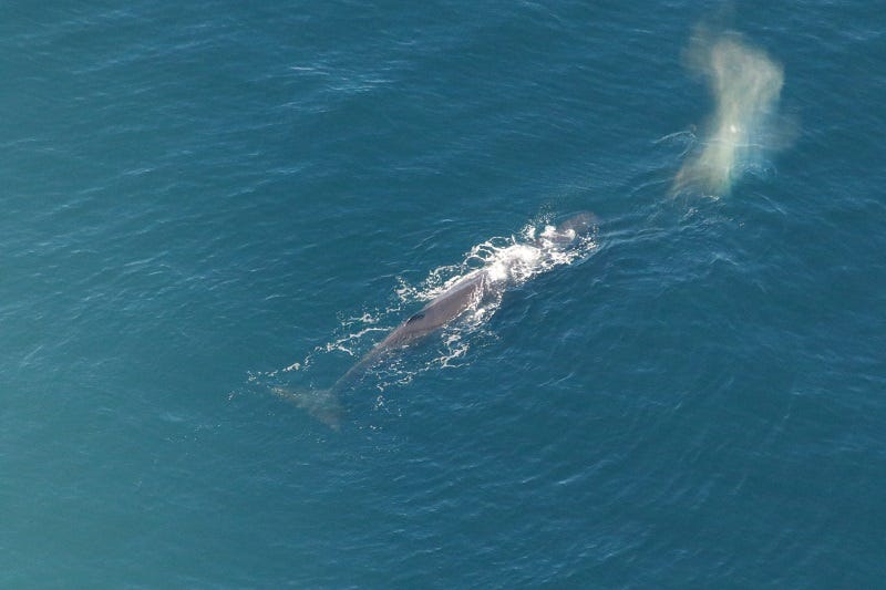 Sperm Whales: Giants of the Ocean at Nilaveli | by Open Sky Circles | Medium