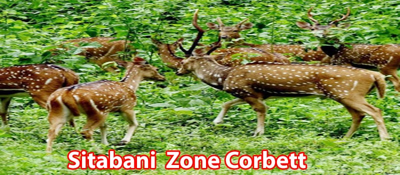 Sitabani Zone Corbett - Uttarakhand Tour - Medium