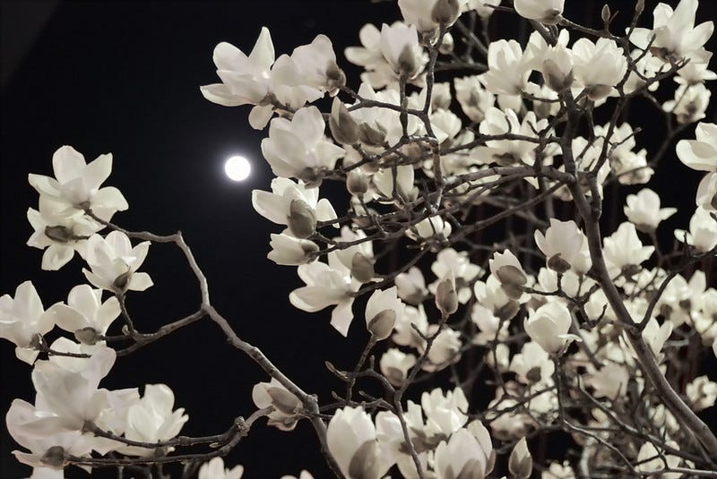Magnolias in the Moonlight. A Trip down the Magical Mystery Road | by ...
