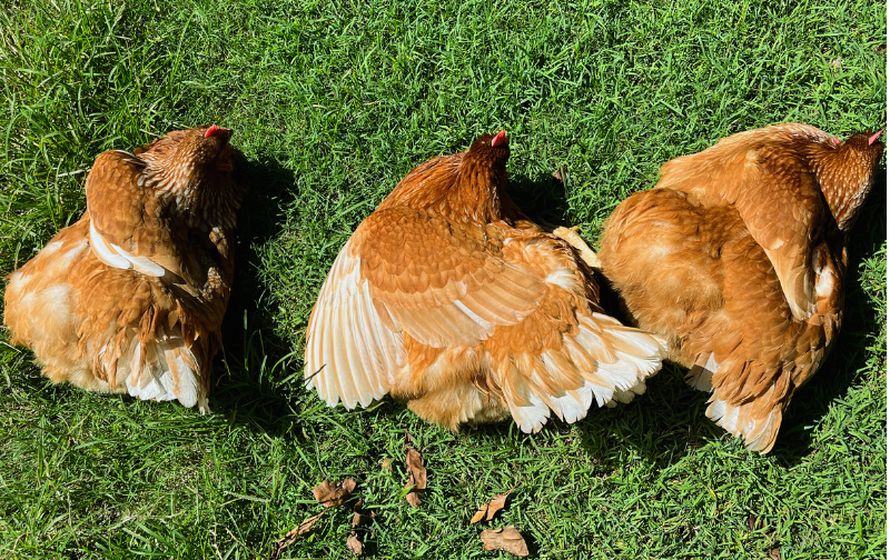Winning the Chicken Lottery. I don’t think I’d mind at all | by Anthea ...