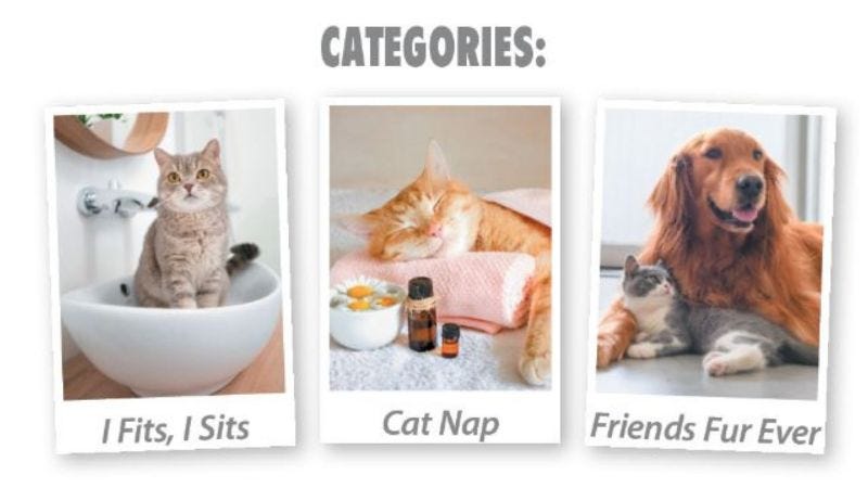 Opportunity to See Your Cat Featured in Catster Magazine | by Ruth ...