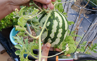 Watermelon Vines Trellis