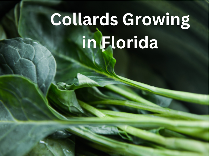 Best vegetable to grow well in Florida - Muhammad Aslam Ansari - Medium