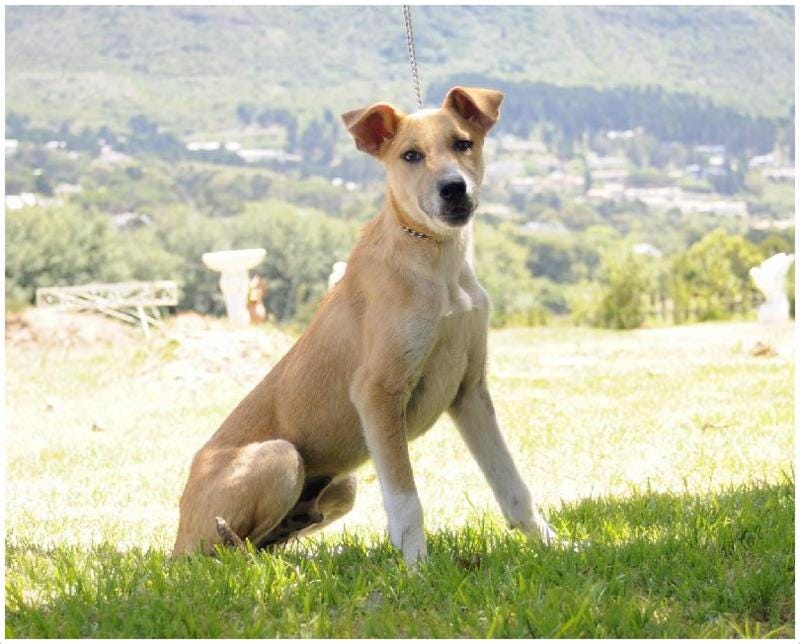 Dog Training Tips — Africanis Unleashed: A Journey Through the Heart of ...