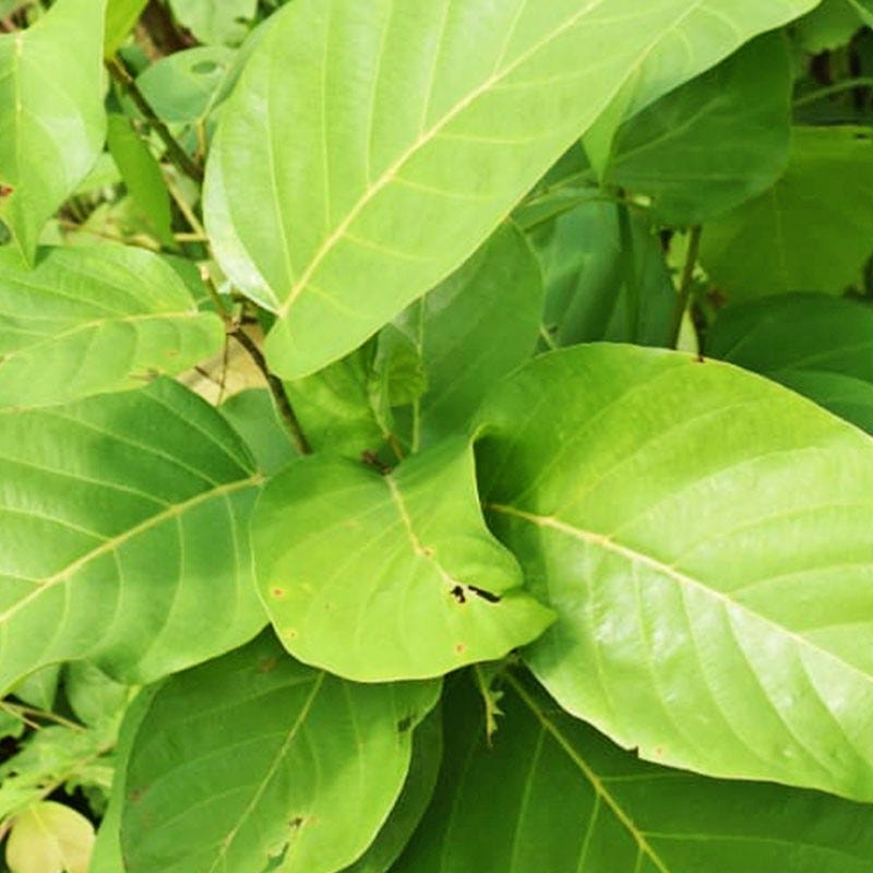 When Leaves Speak: Reviving the Forgotten Rhythms of Nature | by Subash ...