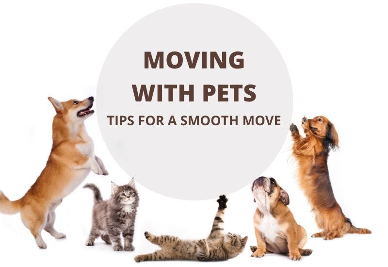 Moving With Pets: Tips for a Smooth move | by Drobert Moversfolder | Medium