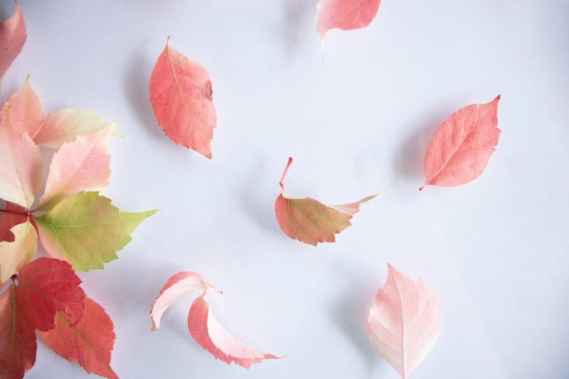 Letting Go. I fear elevating deconstruction —… | by Niamh Ahern | Medium