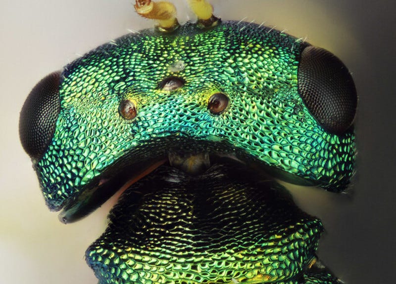 The Parasite and the Whale. There was recently an interesting… | by ...