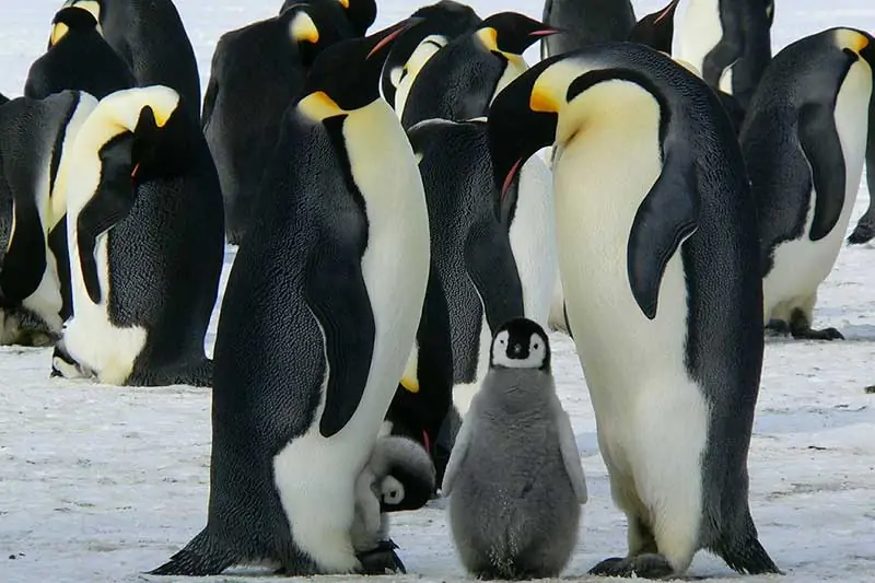 Penguins: 20 New York penguins forced to move inside as it gets too ...