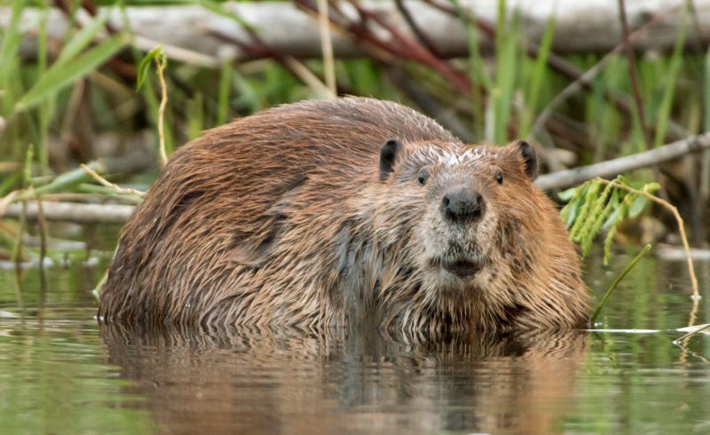 The Beaver Seekers. Citizen scientists are helping restore… | by The ...