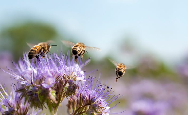 Saving Our Native Bees. Wide use of pesticides has caused a… | by The ...