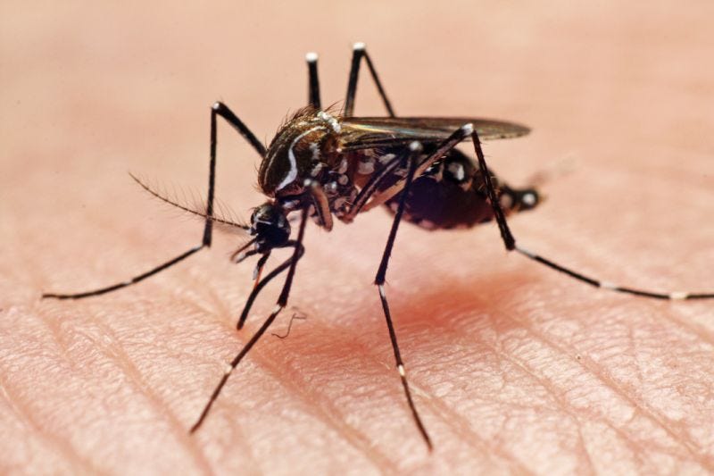 Using Neural Networks to predict Dengue Outbreaks in Singapore 8 weeks in advance | by Justin ...