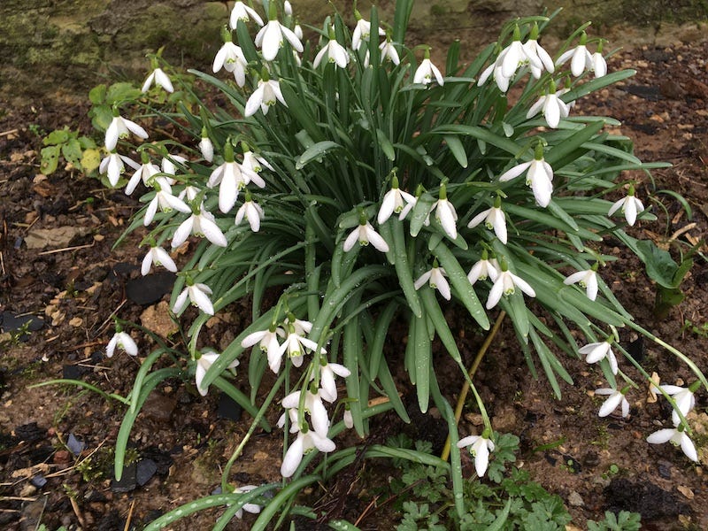 Snowdrops for Imbolc. I love the beginning of February, when… | by ...