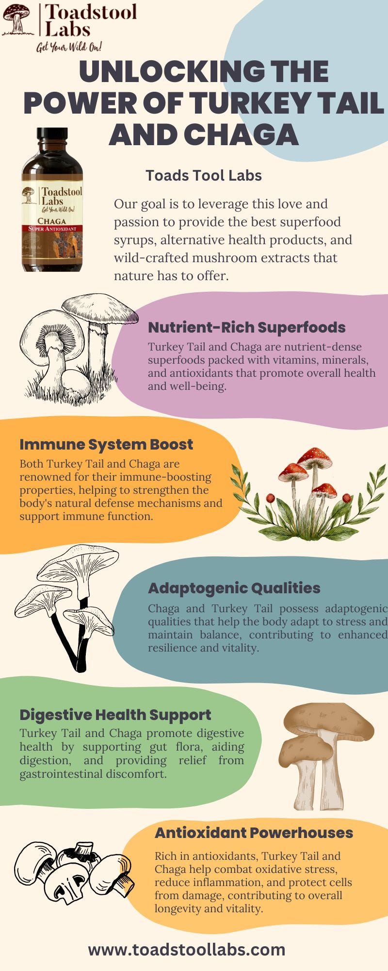 Boost Your Wellness: Buy Premium Turkey Tail and Chaga Products - Toadstoollabs - Medium