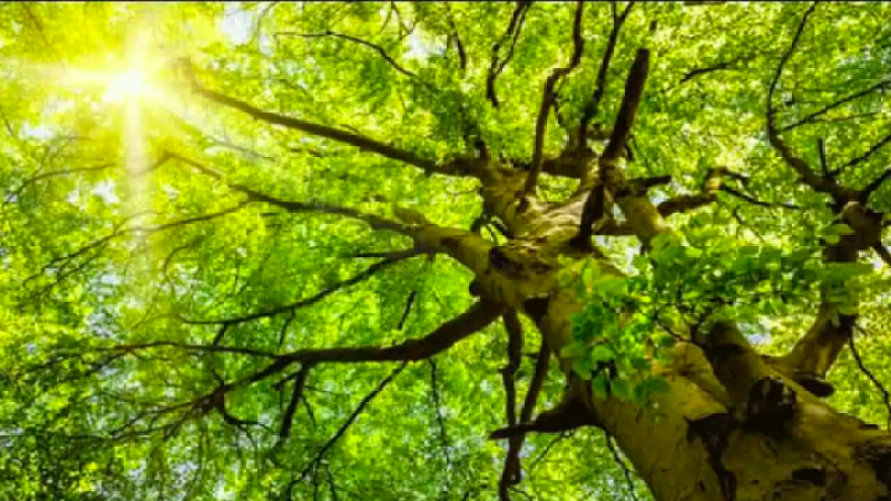 World Nature Conservation Day 2020: Simple things to protect Nature ...