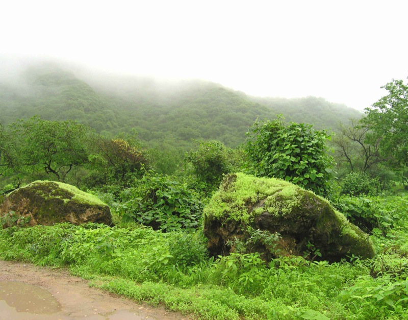 Tales of Dhofar Beauty: The Revitalization of Modern South Arabian ...