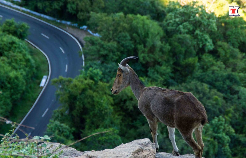Valparai with ravishing greenery all around, is undoubtedly a superb ...