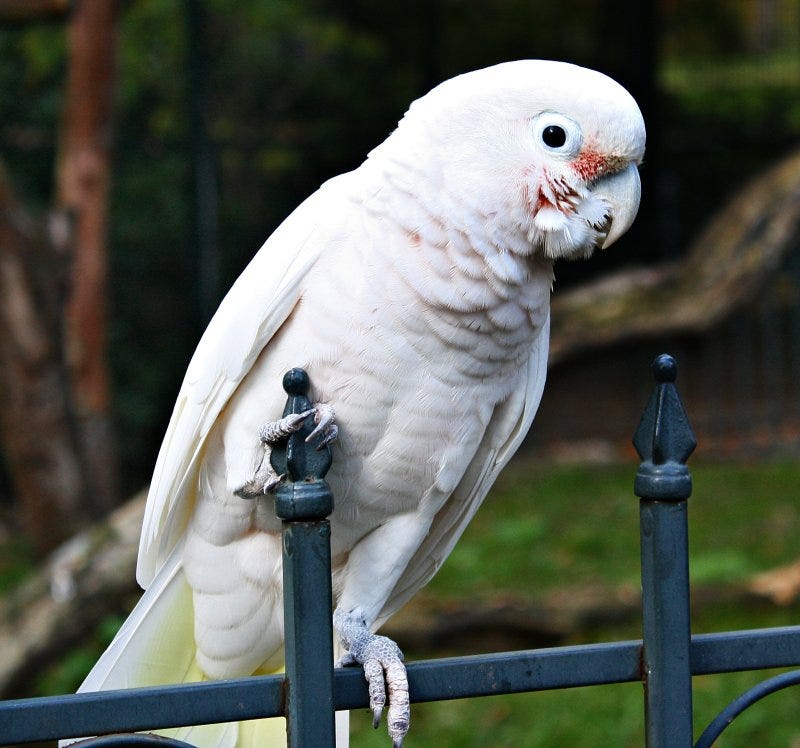 Golfing Cockatoos Demonstrate Their Ace Tool Using Skills To Play Golf ...