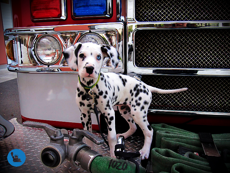 Dalmatians Fire Dogs