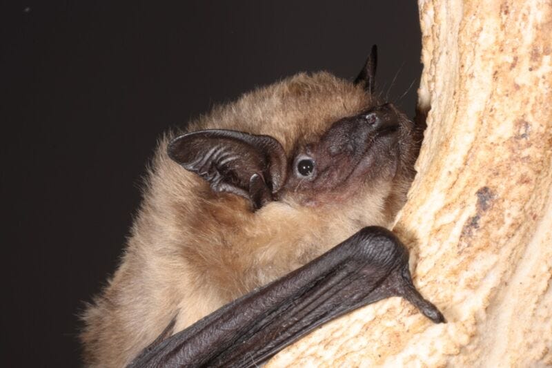 Bizarre Bat Mating Habits Revealed: Serotine Bats Use Enormous Penis as an Unusual Tool | by The ...