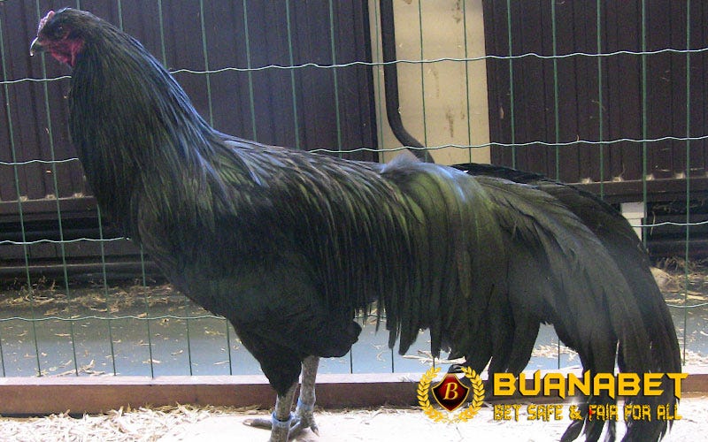 KETAHUI JENIS AYAM HASIL PERSILANGAN AYAM BLACK SUMATRA | by Stefanny ...