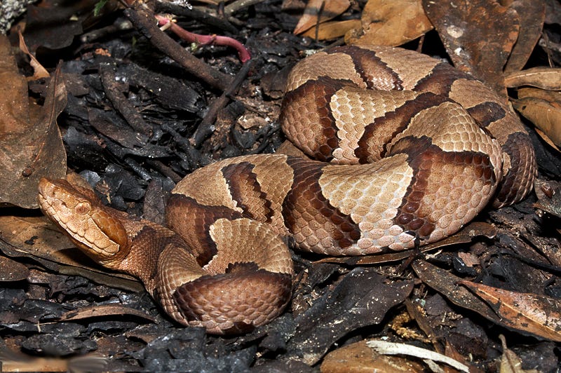 Baby Copperhead Snake Bite