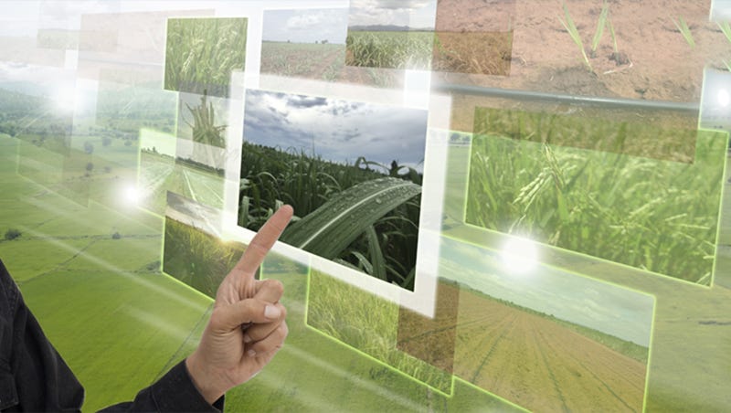 Classification of Crops using Machine Learning | by Saiwa | Medium