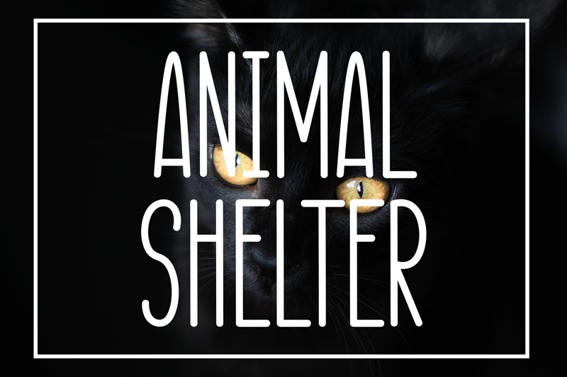 Animal Shelter Font - Freefontdownload.Org - Medium