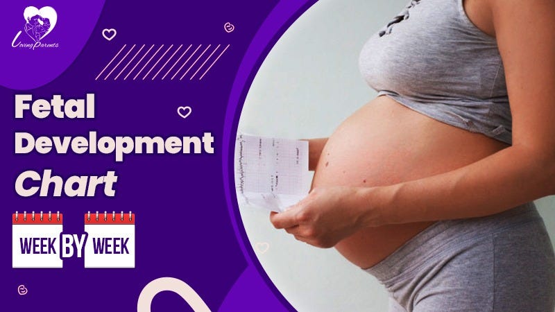 Get to Know the Fetal Development Week by Week | by Loving Parents | Medium