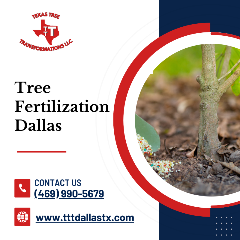 Expert Tree Fertilization Services in Dallas - Texas Tree ...