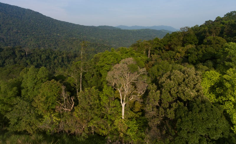 Protect This Place: The Mountainous Ulu Masen Ecosystem | by The Good ...