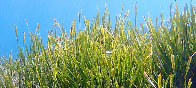 Revival of Sea Grass in Tampa Bay | by World Ocean Forum | Medium