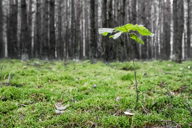 Tips To Take Care of a Young Tree | by Mr_Tree | Medium